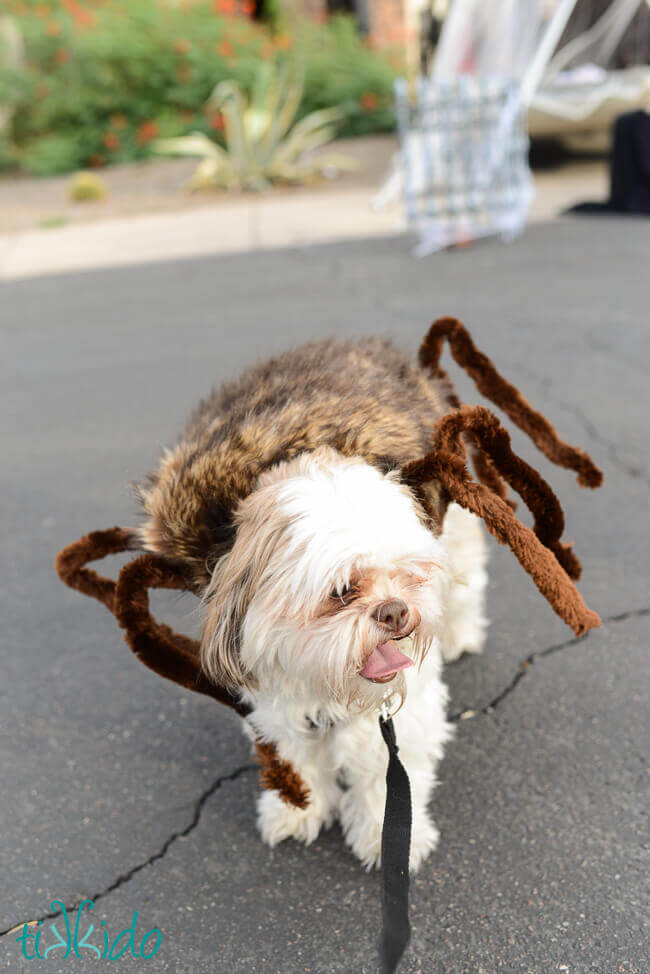 Spider Dog Halloween Costume Tutorial | Tikkido.com