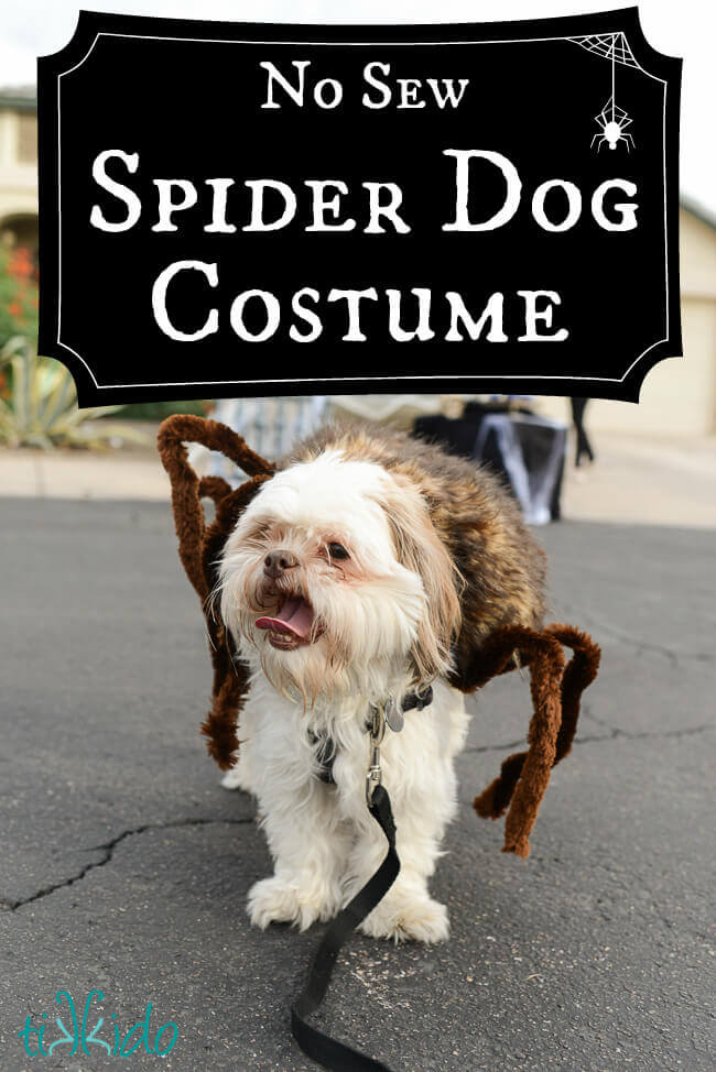 Spider Dog Halloween Costume Tutorial | Tikkido.com